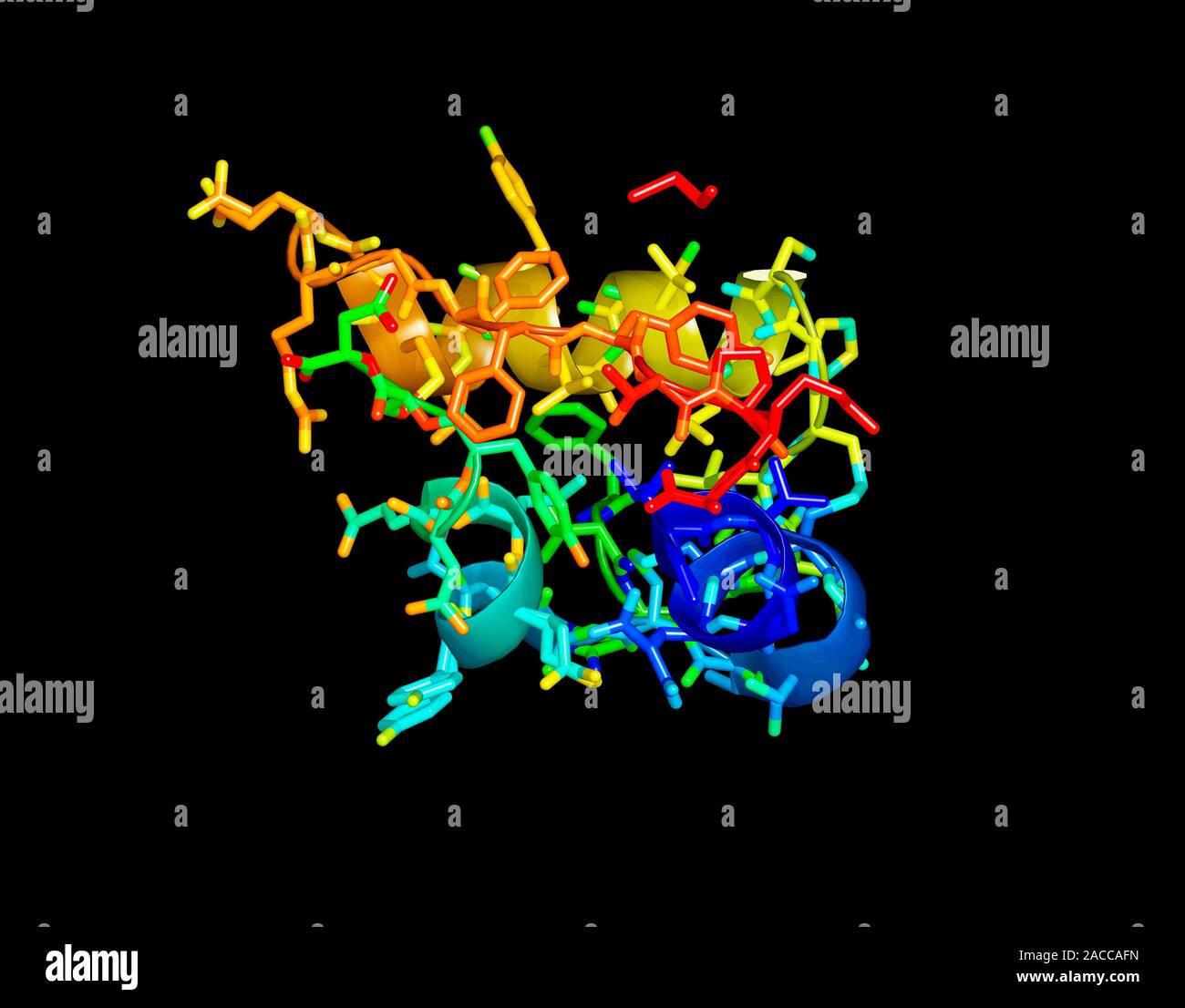 Insulin hormone. Molecular model of the bovine form of the hormone ...