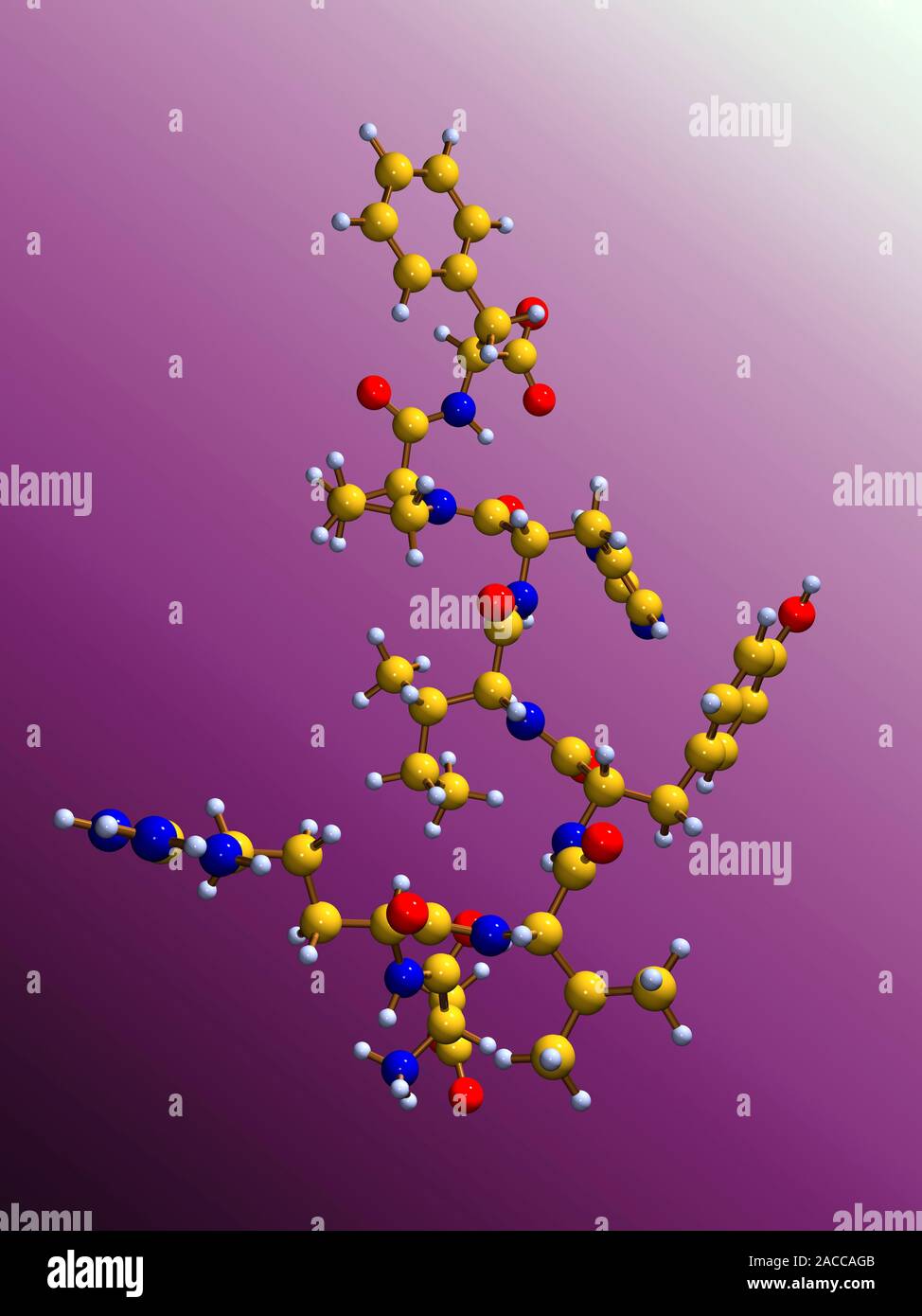 Angiotensin II, molecular model. Angiotensin II is a polypeptide ...