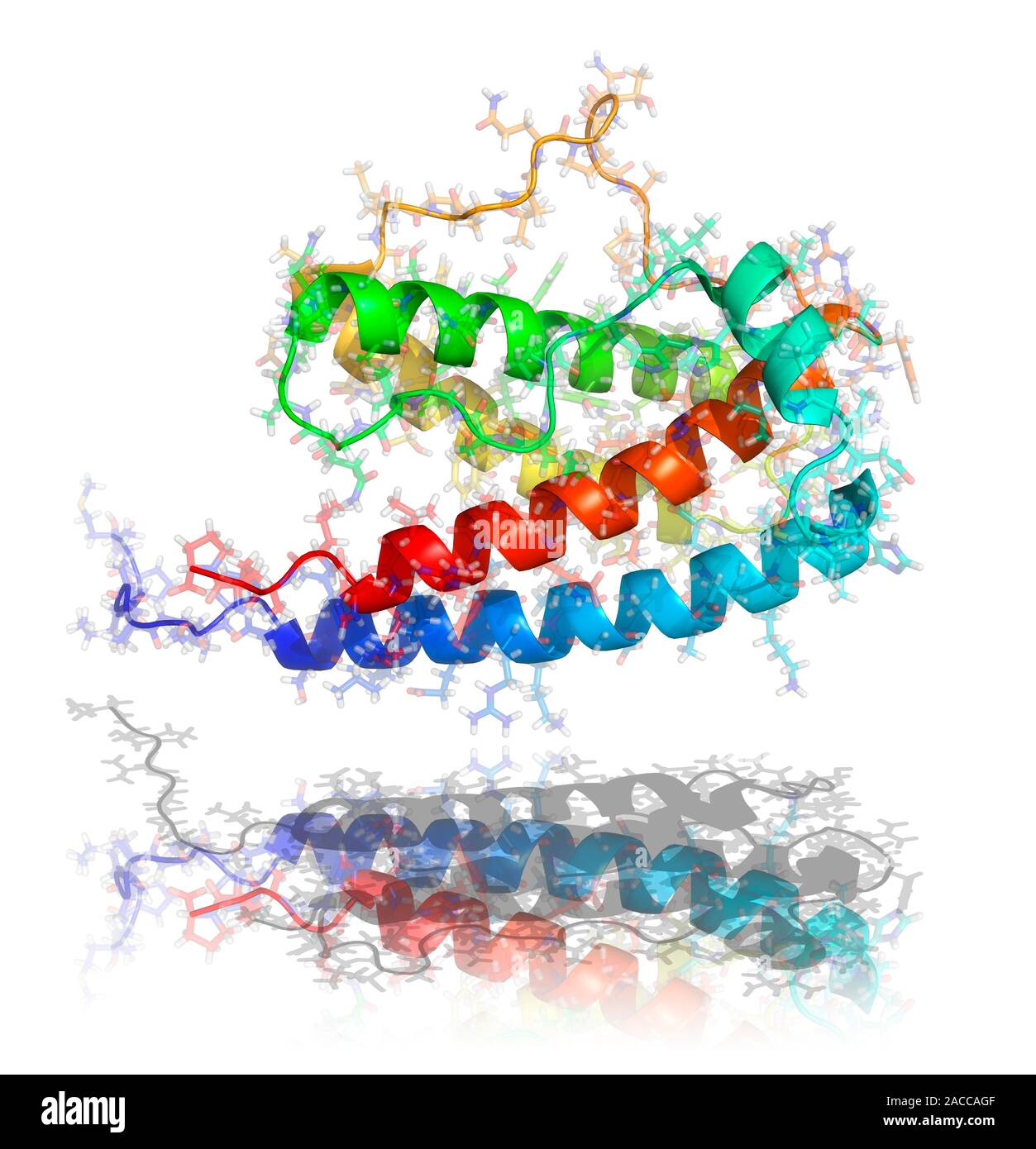 G-CSF hormone molecule. Molecular model showing the primary (rods) and ...