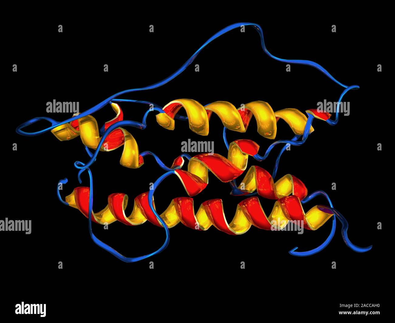 Human growth hormone. Molecular model showing the secondary structure ...