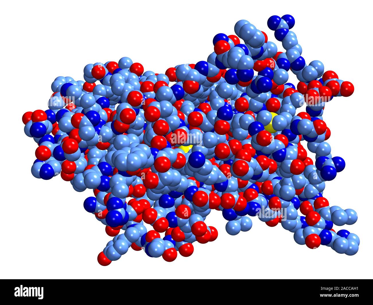 Human growth hormone, molecular model. Human growth hormone (hGH) is a ...