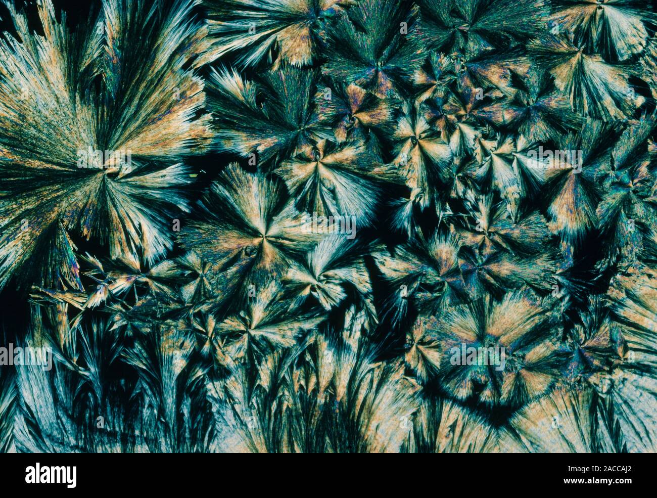 Polarised light micrograph of crystals of Disprin. Magnification: x10 ...