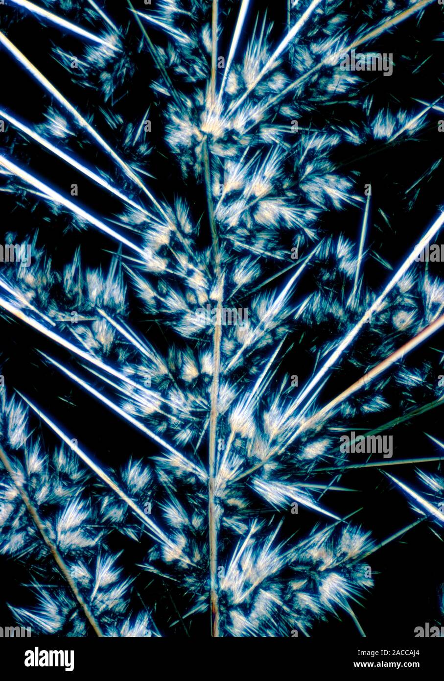 Polarised light micrograph of crystals of Streptomycin, a common ...