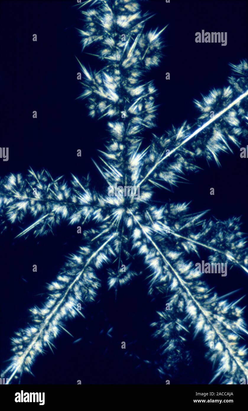 Polarised light micrograph of crystals of streptomycin, a commercial ...