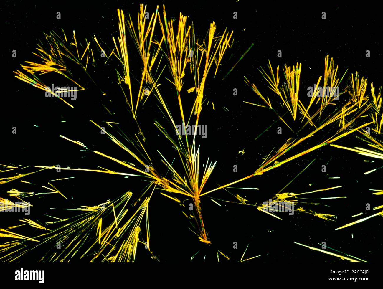 Polarised light micrograph of crystals of 'Tetracid', a broad spectrum ...