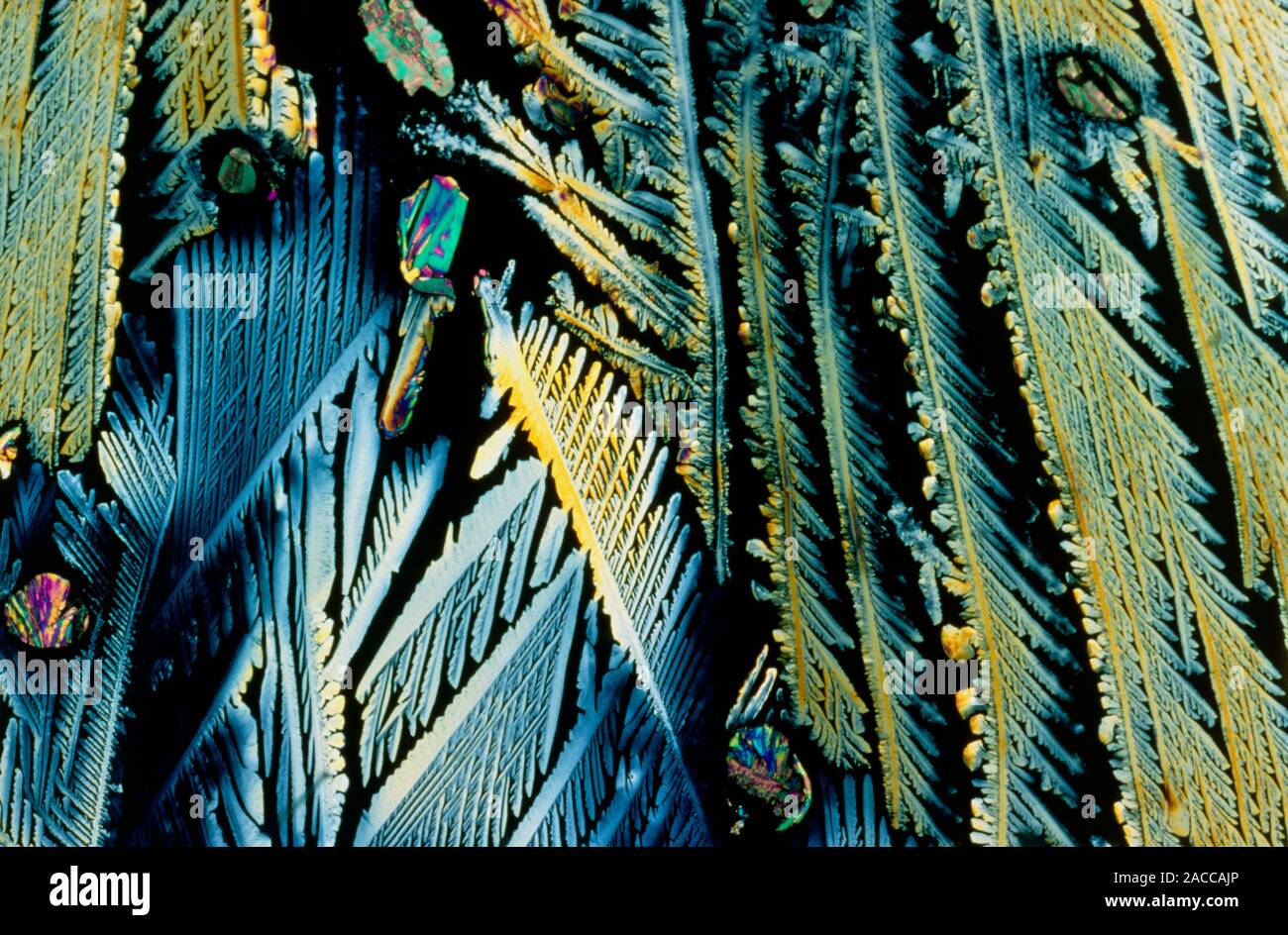 Polarised light micrograph of the crystalline structure of a pain ...