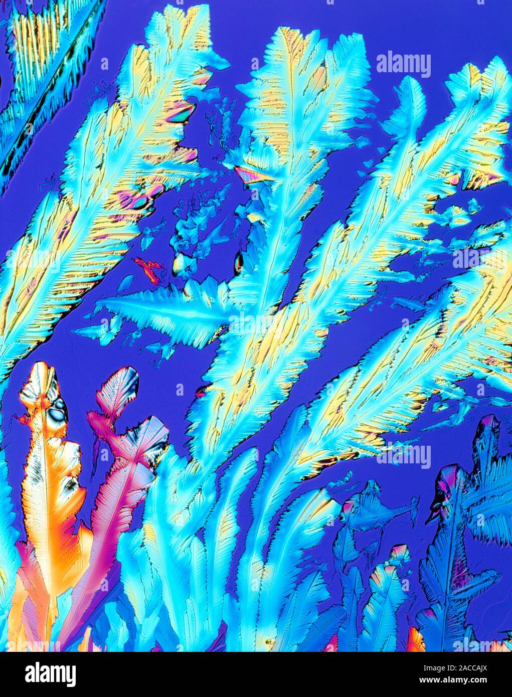 Magnesium citrate. Polarised light micrograph of crystals of the oral ...