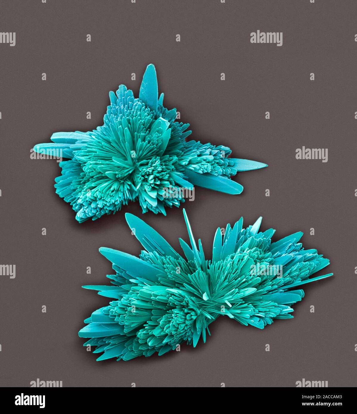 Salbutamol sulphate crystals, coloured scanning electron microscope ...
