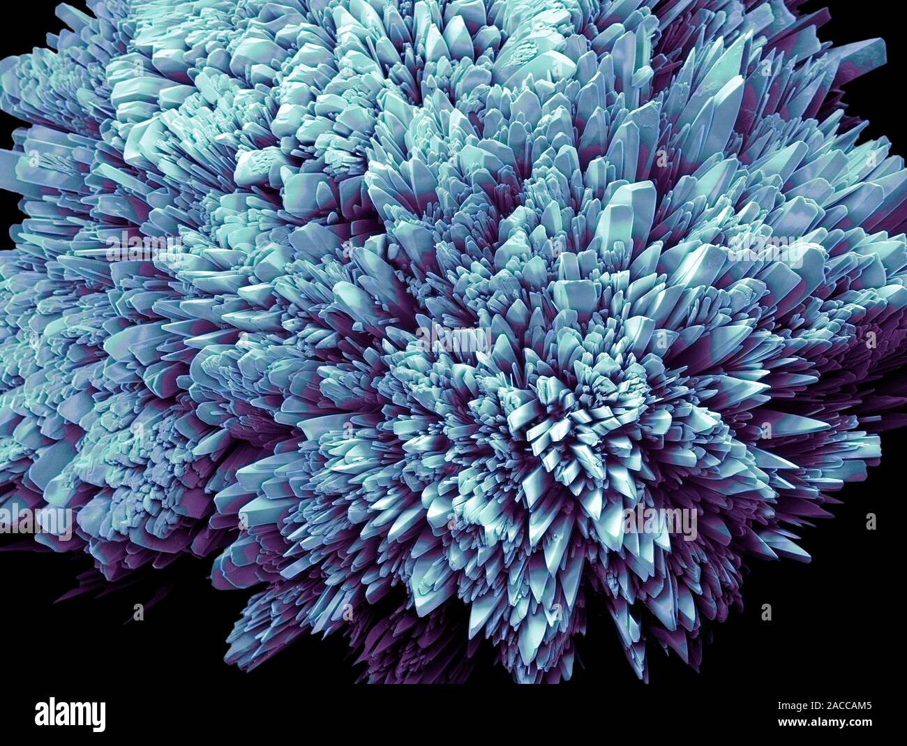 Salbutamol sulphate crystals, coloured scanning electron microscope ...