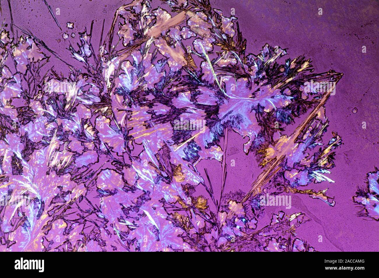 Cocaine drug crystals. Polarised light micrograph of crystals of ...