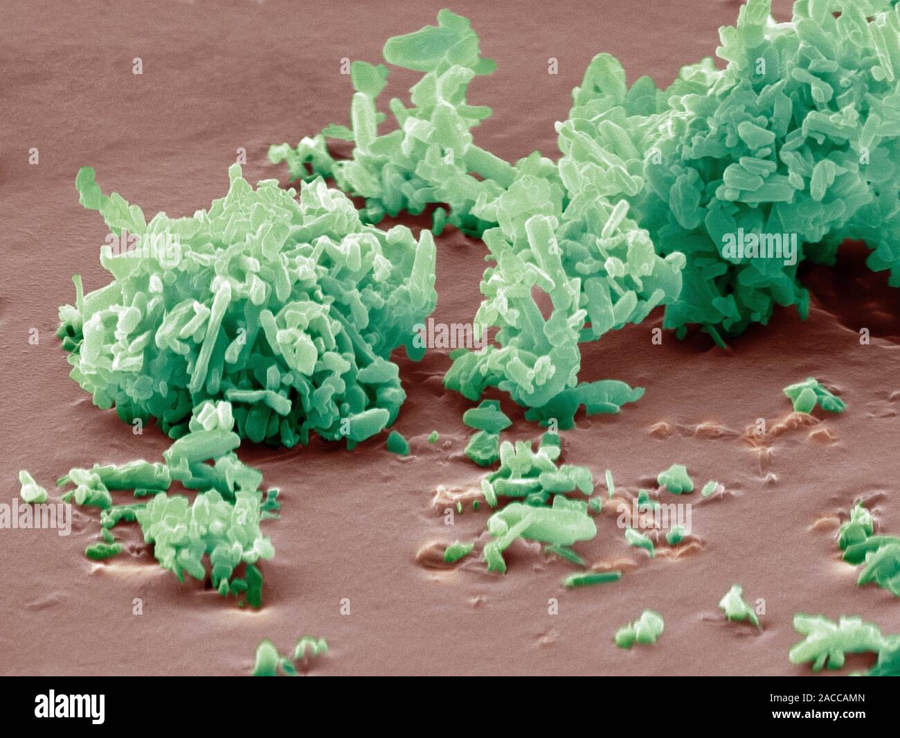 Salbutamol sulphate crystals, coloured scanning electron microscope ...