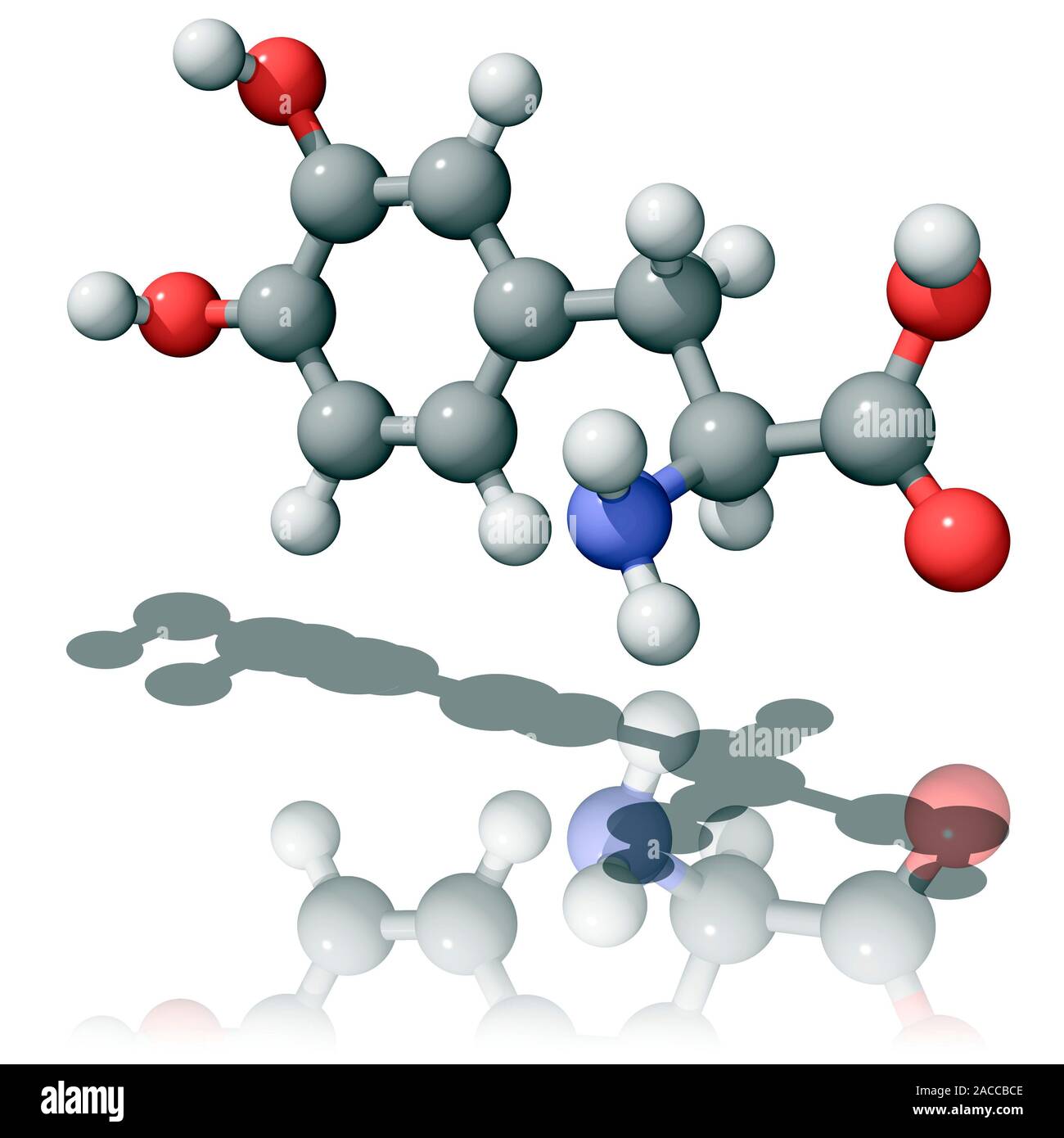 Levodopa molecule. Molecular model of Levodopa, or L-Dopa, a drug used ...