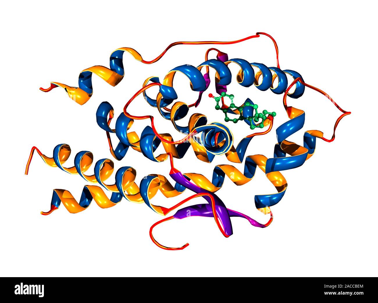 THG bound to receptor. Molecular model of a molecule of the anabolic ...