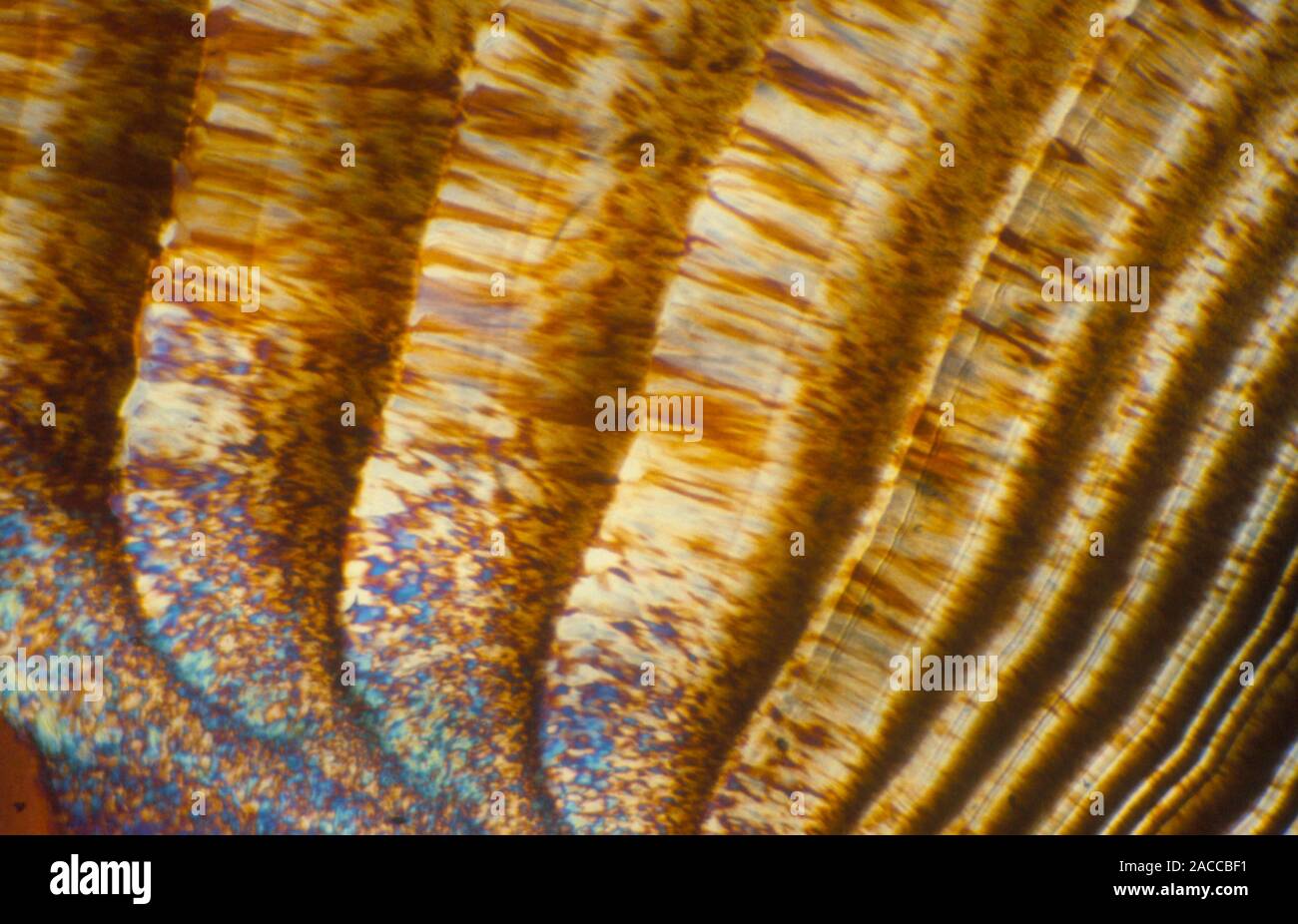 Polarised light micrograph of a section of onyx. Magnification: x25 at ...