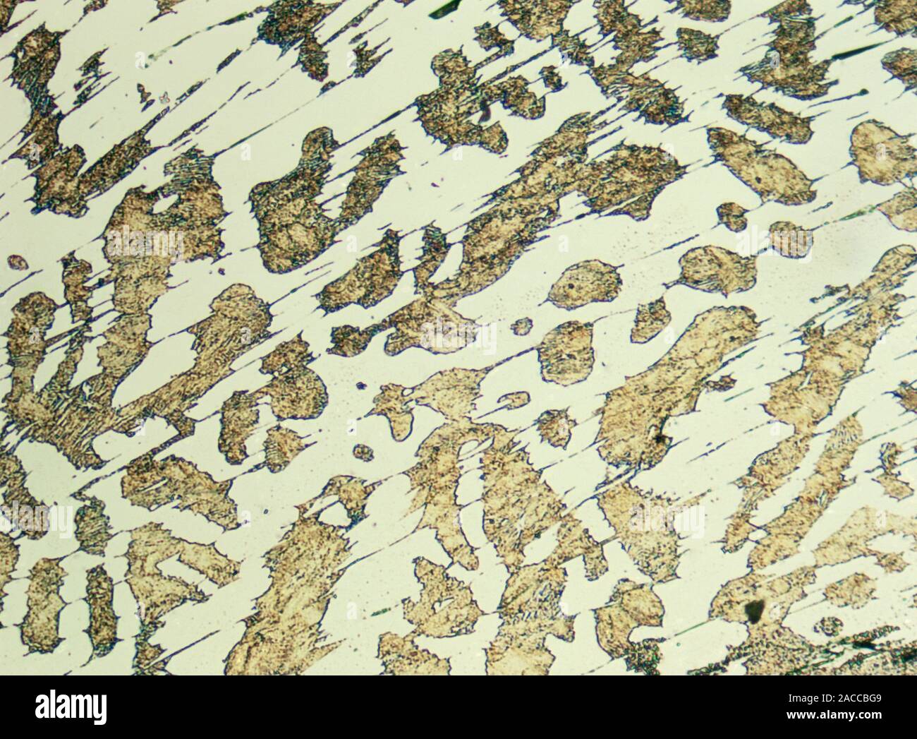 Light micrograph of a thin section of an aluminium-molybdenum alloy ...