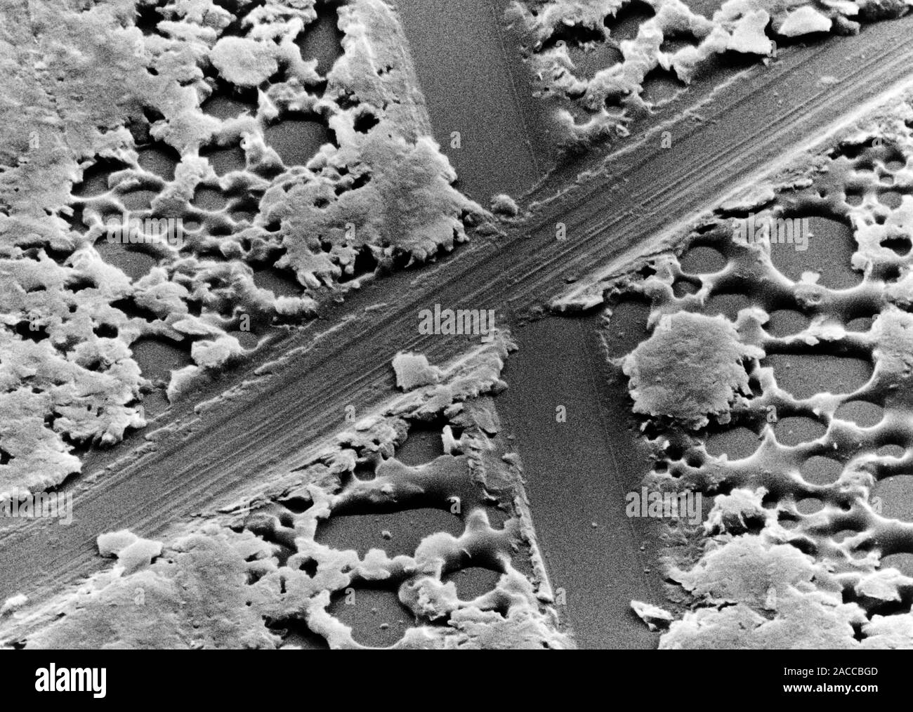 Scanning electron micrograph of scratches on the surface of a ...