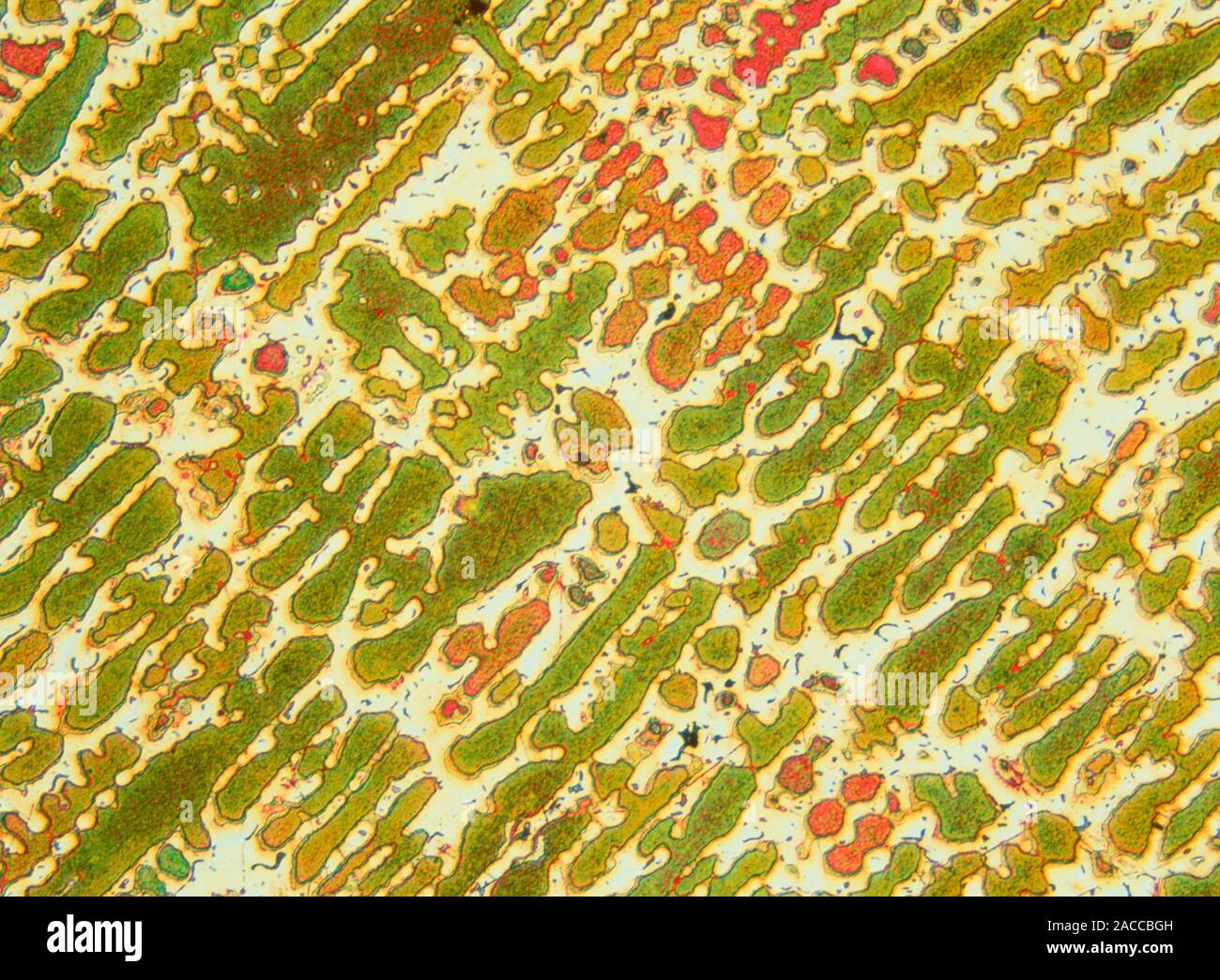 Light micrograph of a thin section of bronze, an alloy of copper and ...