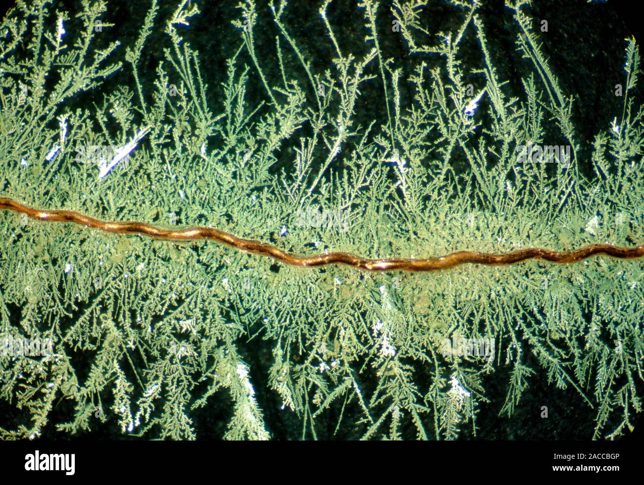Light micrograph in incident illumination of crystalline silver ...