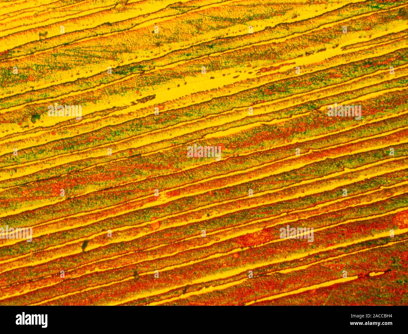 Light micrograph of a thin section of a silver/nickel composite metal ...