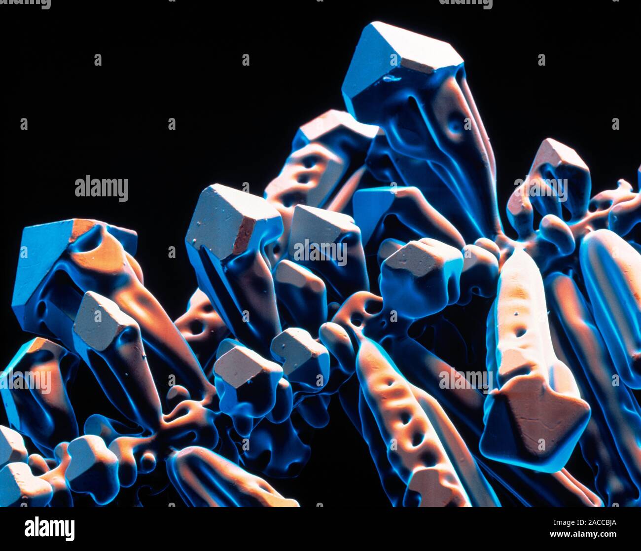 Palladium. Coloured Scanning Electron Micrograph (SEM) of crystals of ...