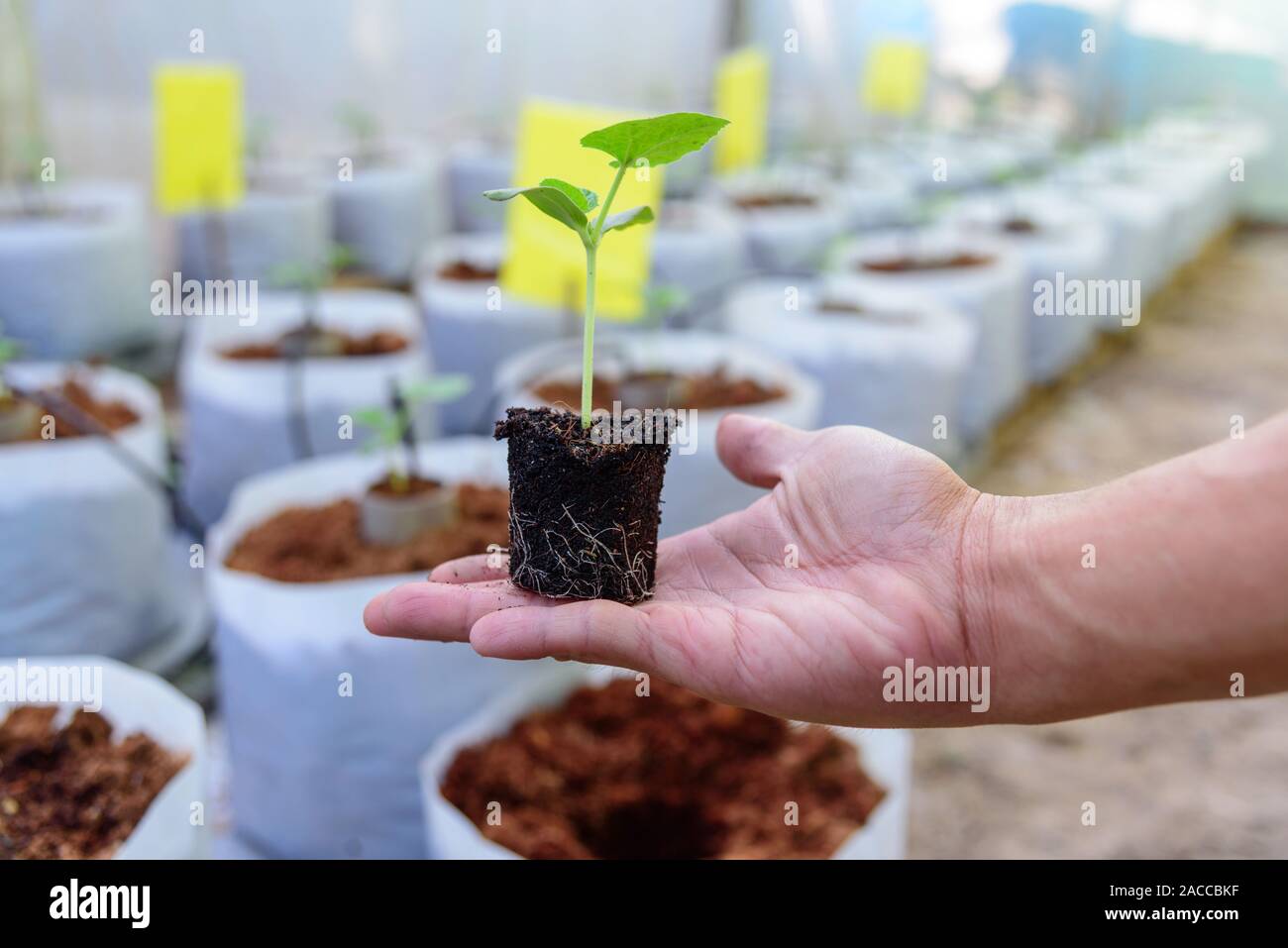 Plant The Sapling in Crop bags Stock Photo - Alamy