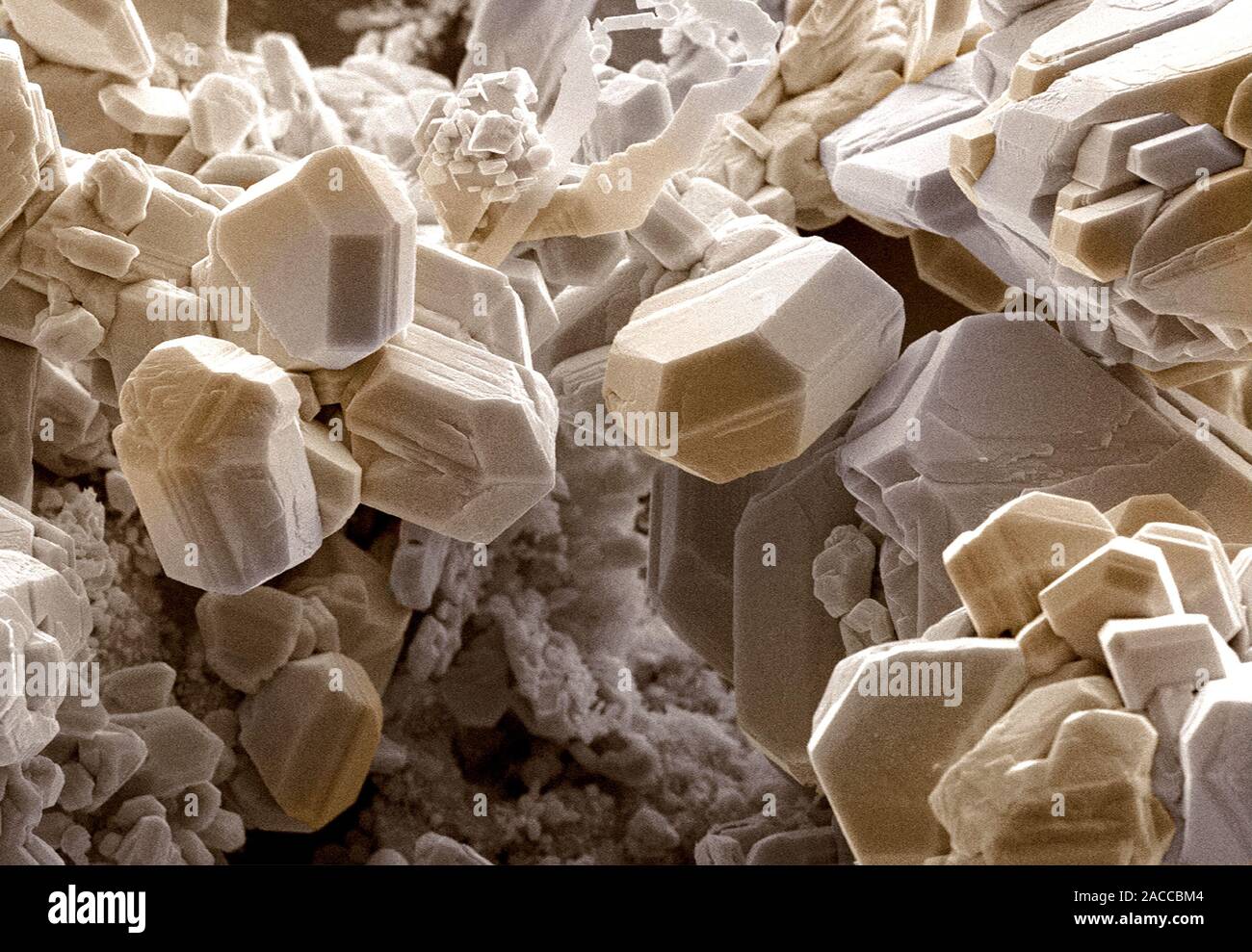 Silver crystals. Coloured scanning electron micrograph (SEM) of ...