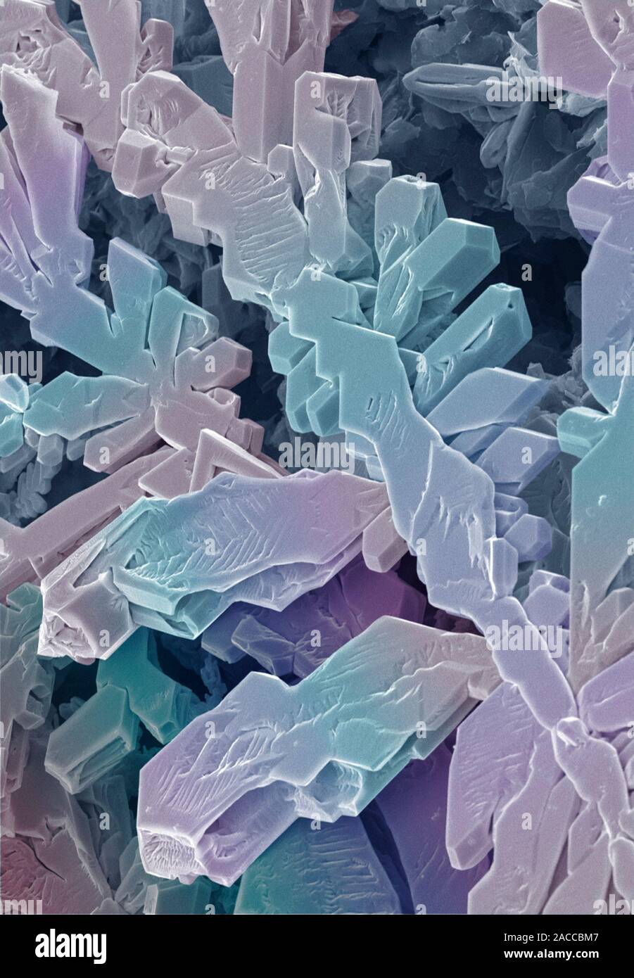 Silver crystals. Coloured scanning electron micrograph (SEM) of ...