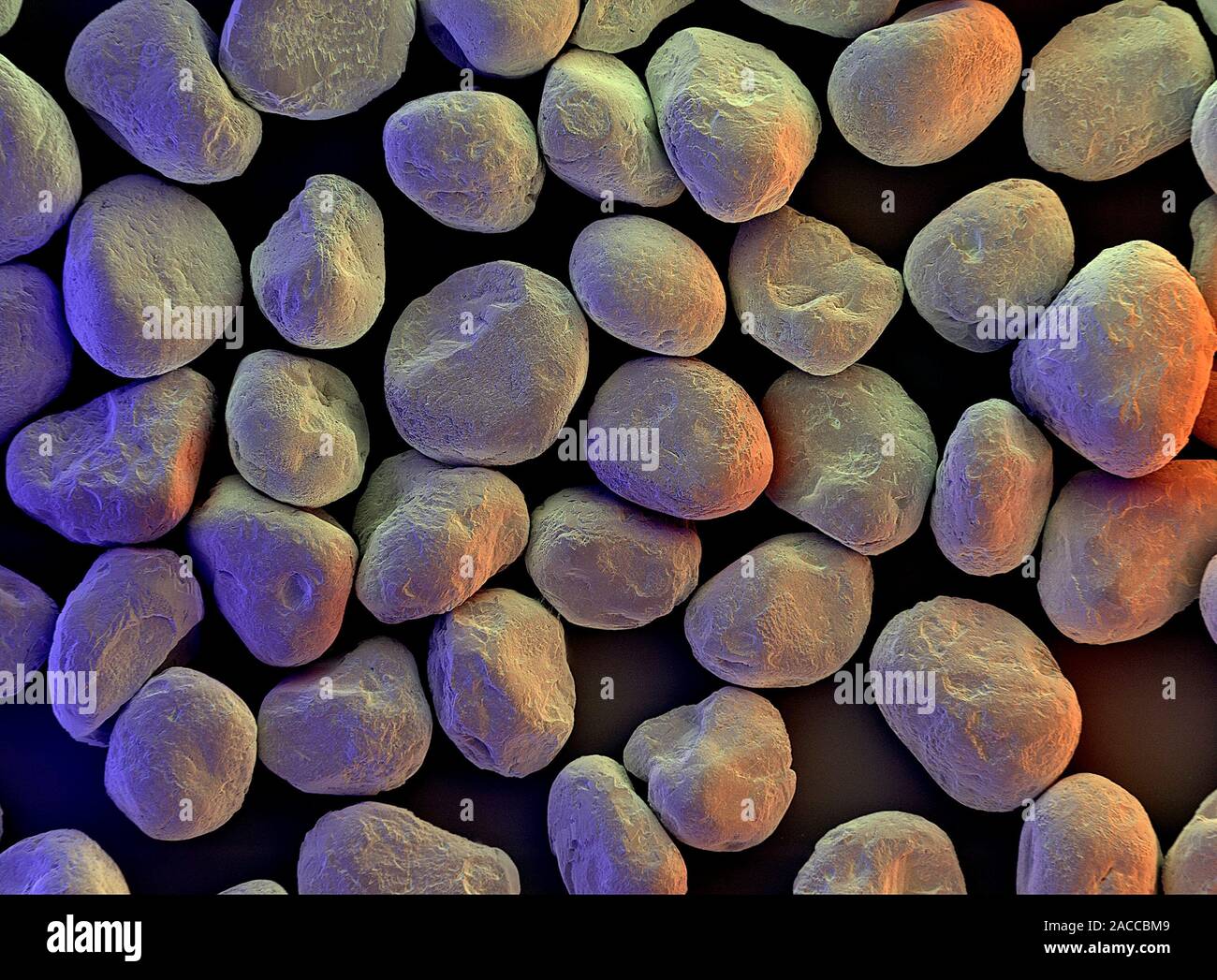 Sand grains. Coloured scanning electron micrograph (SEM) of rounded ...