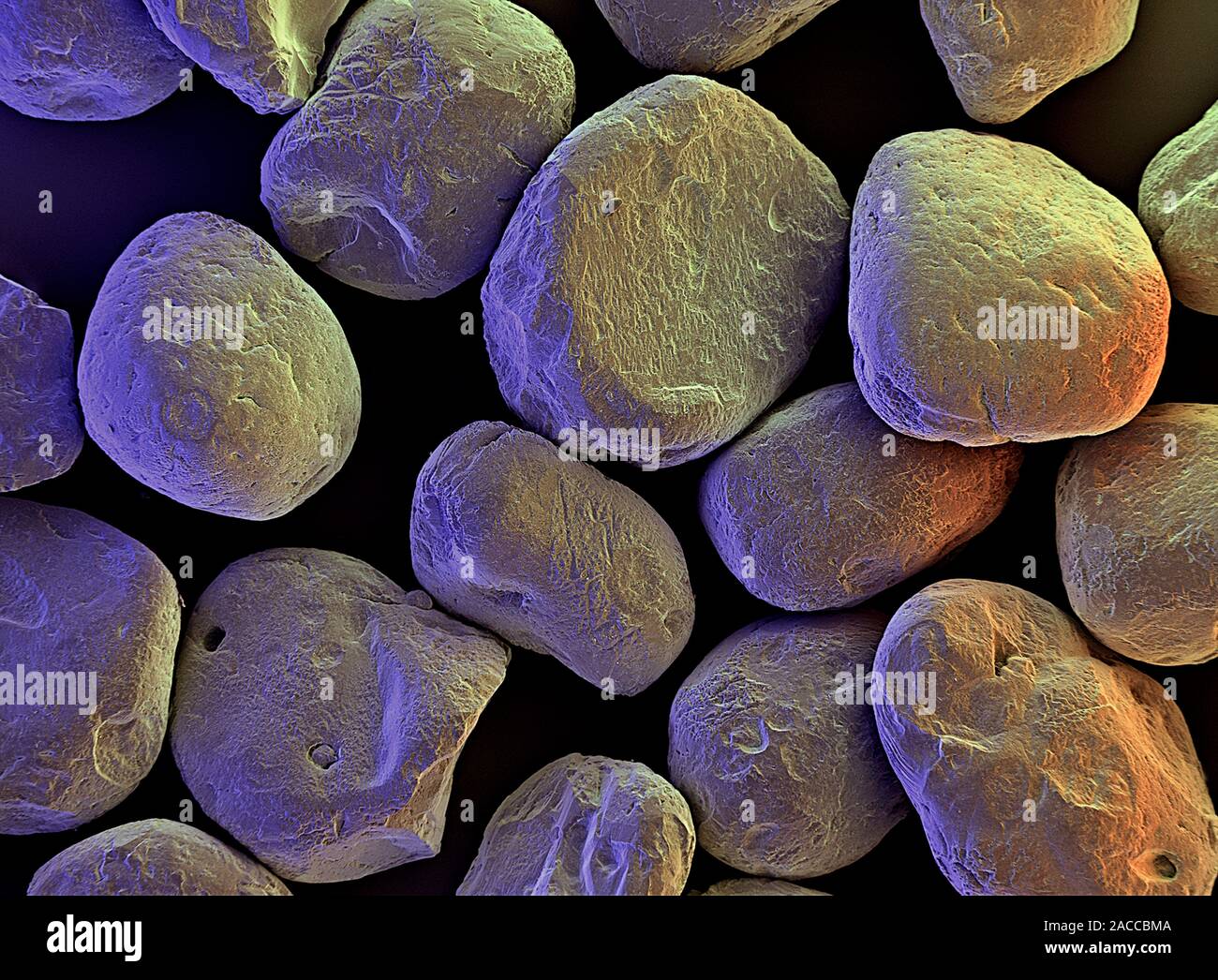 Sand grains. Coloured scanning electron micrograph (SEM) of rounded ...