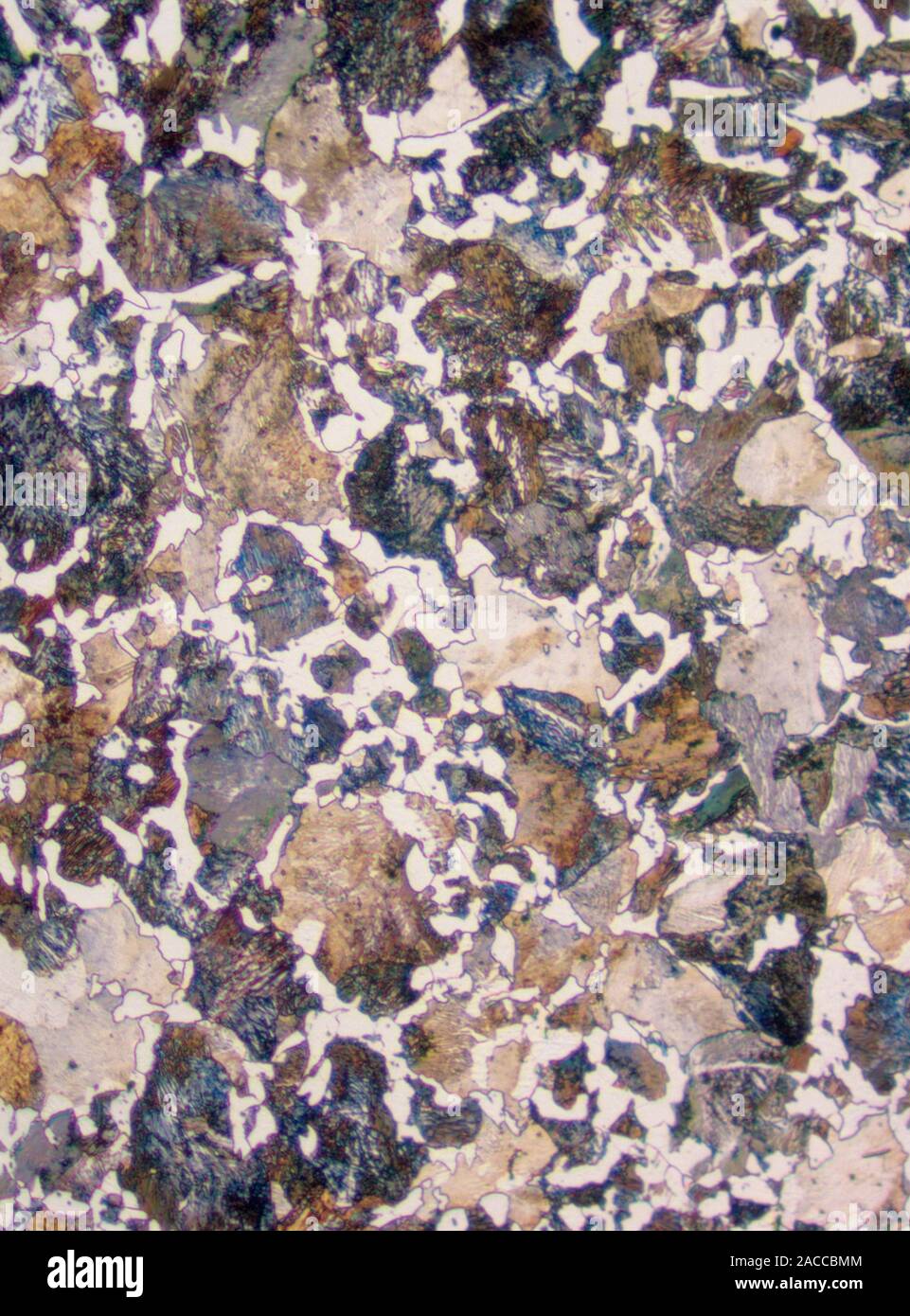 Very high carbon steel. Light micrograph of a thin section of very high ...