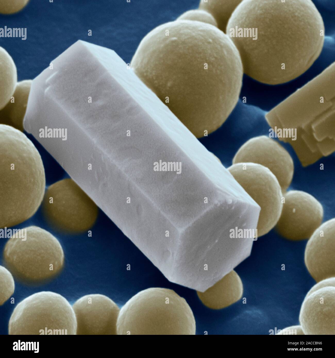 Fluorapatite crystals, coloured scanning electron micrograph (SEM ...