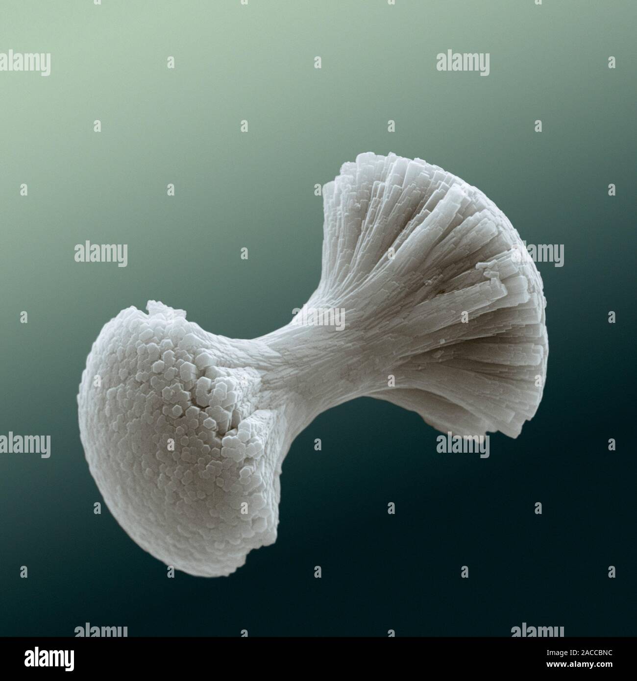 Fluorapatite crystal. Image 3 of 8. Coloured scanning electron ...