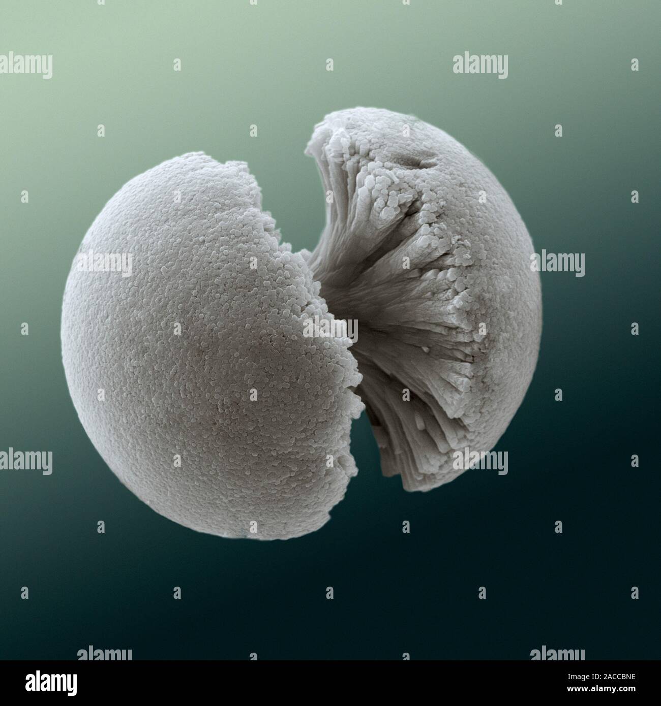 Fluorapatite crystal. Image 6 of 8. Coloured scanning electron ...