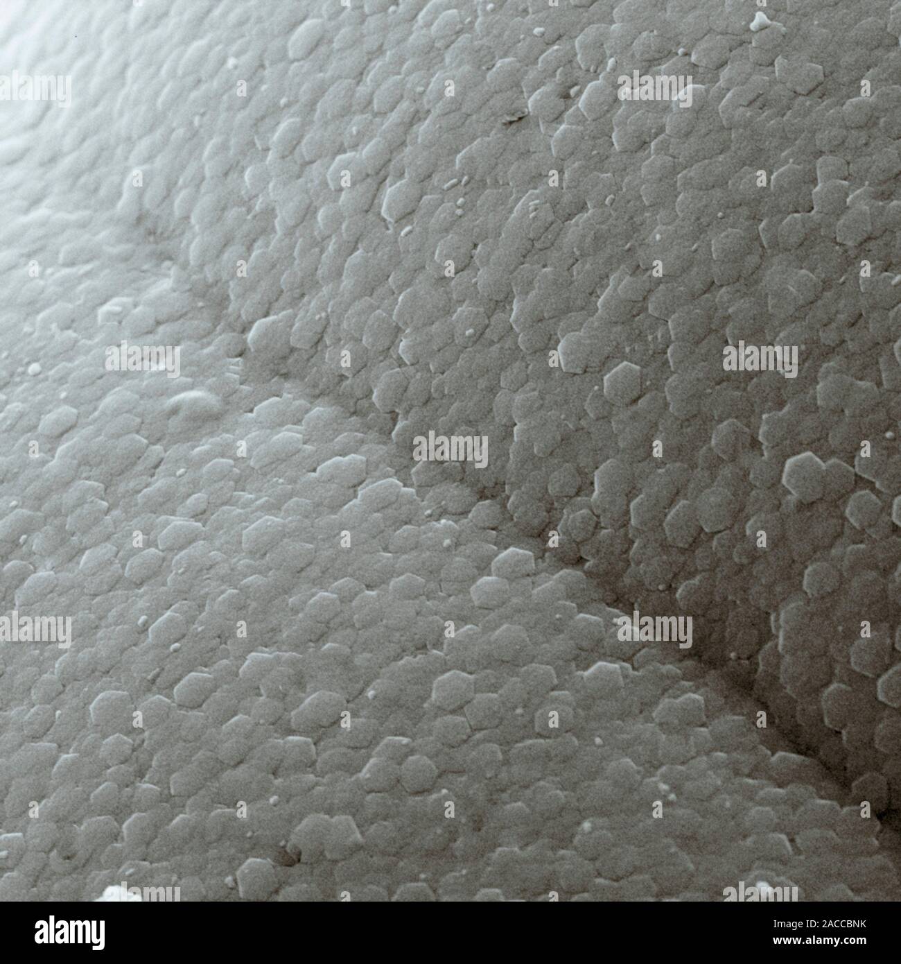 Fluorapatite crystal surface. Coloured scanning electron micrograph ...