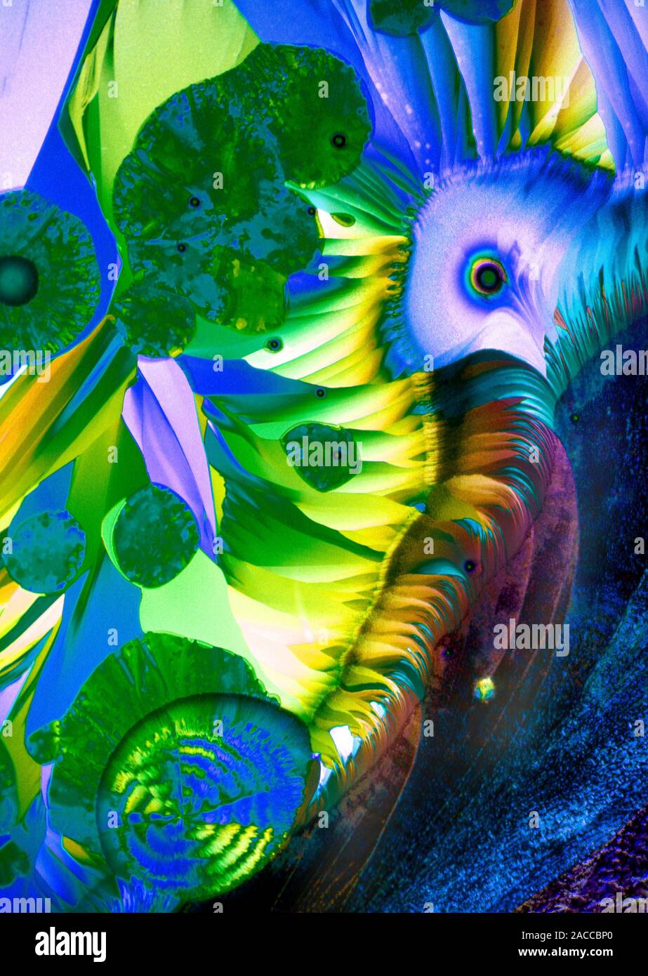 Copper and magnesium sulphate crystals. Polarised light micrograph (LM ...