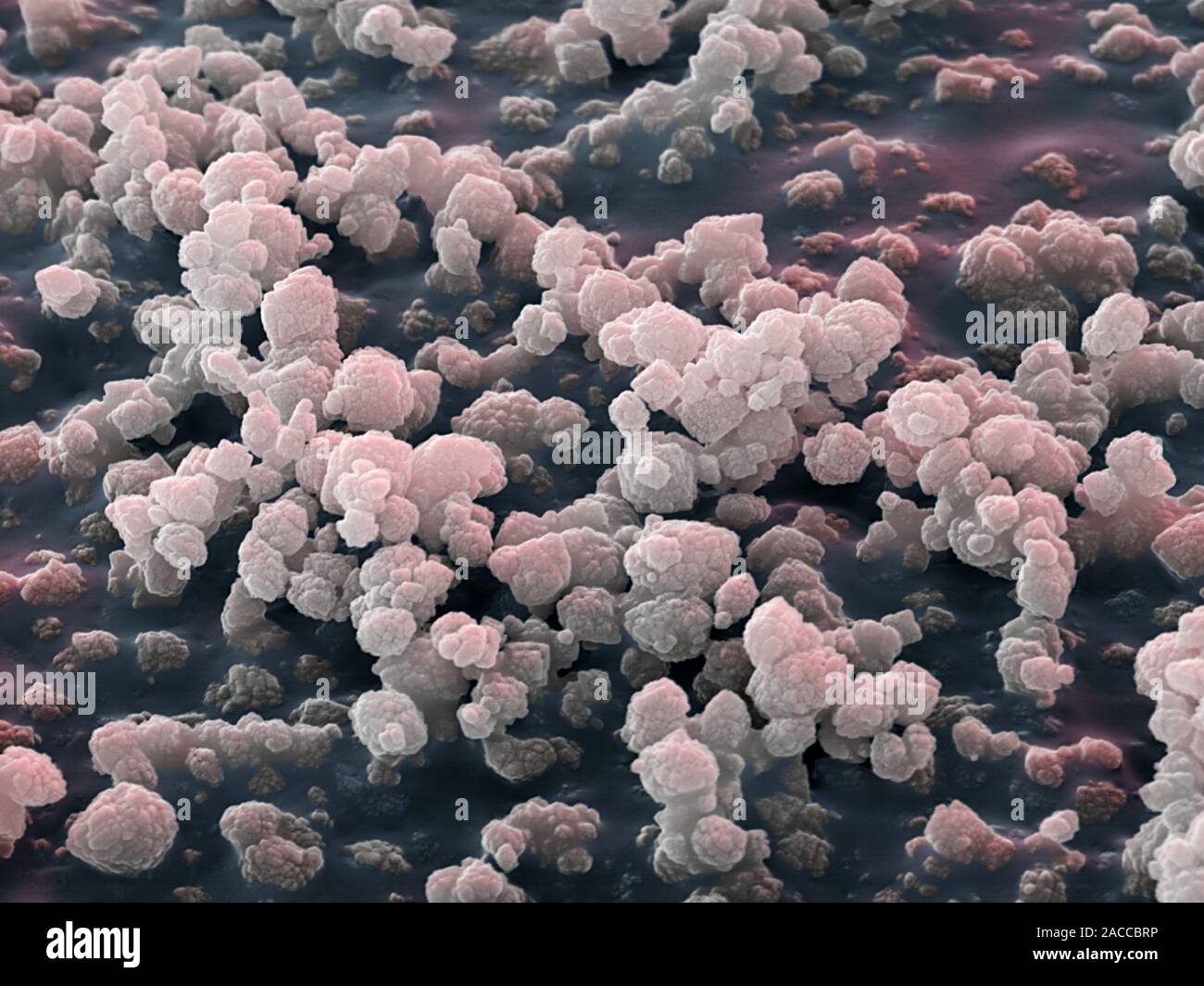 Zeolite catalyst crystals, coloured scanning electron micrograph (SEM ...