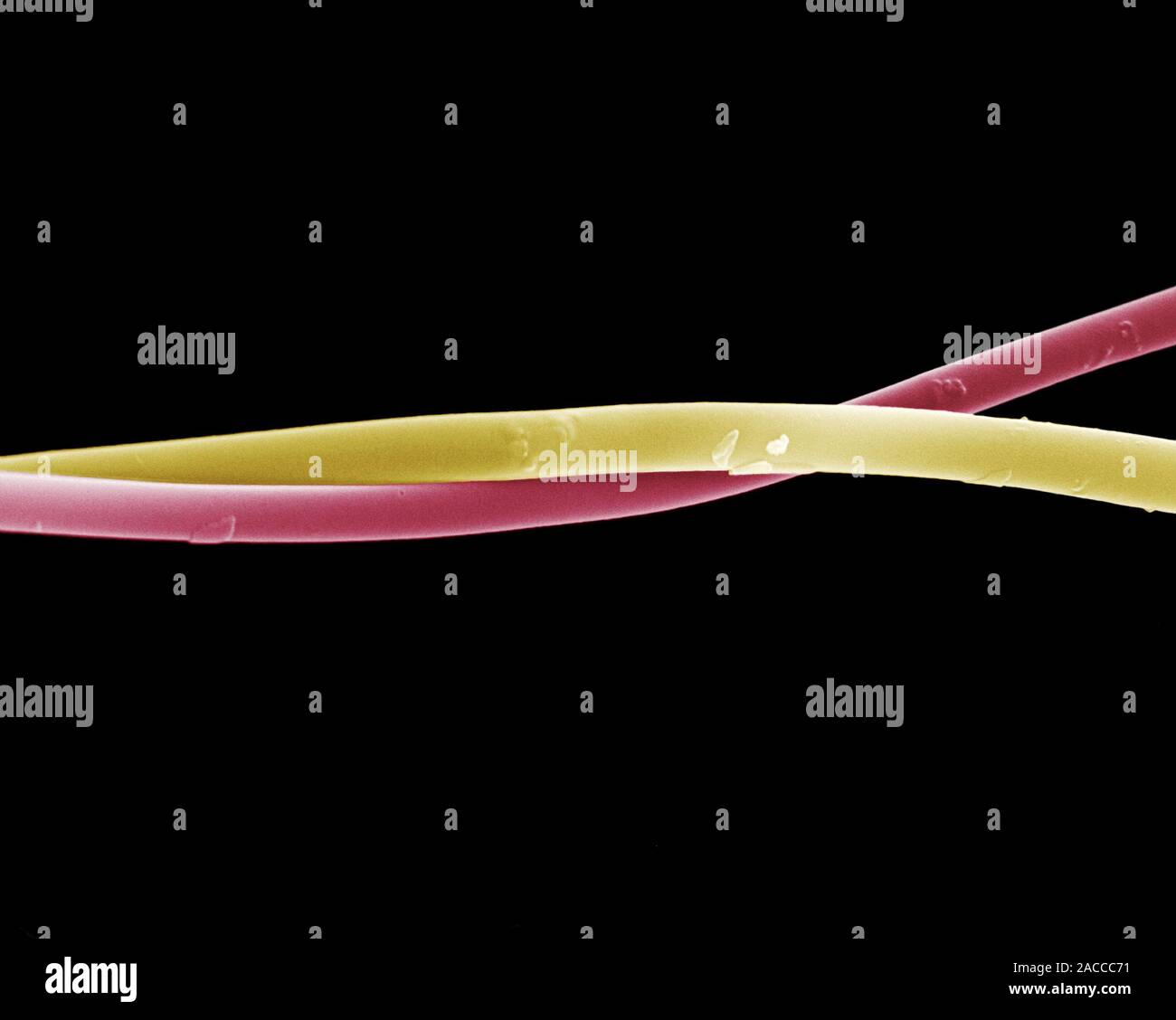 Carbon nanotubes, coloured scanning electron micrograph (SEM). Carbon ...