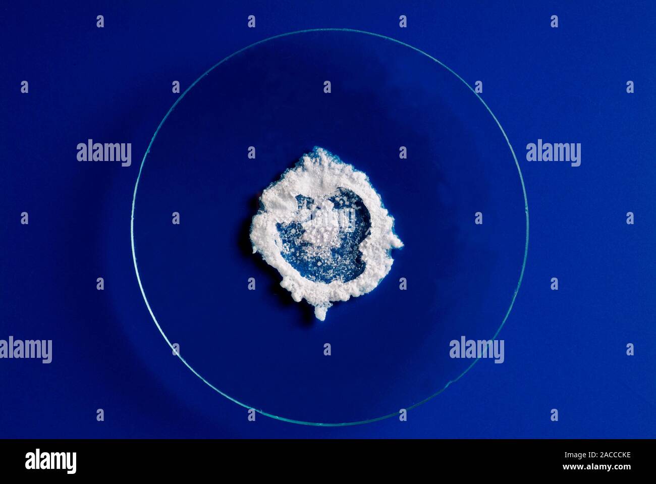Salt crystals in a watch glass, left after a solution of salt in water ...