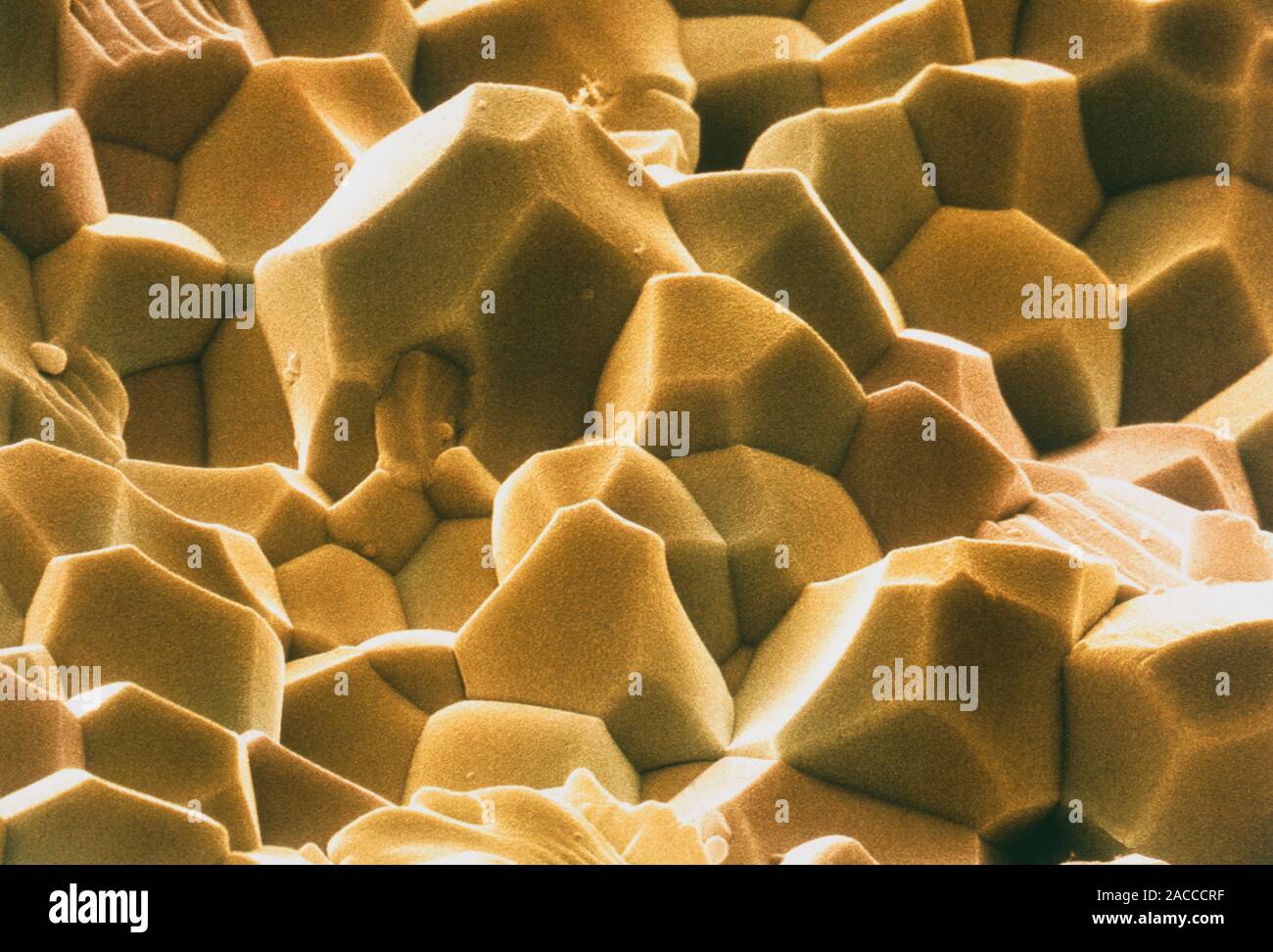 Beryllium oxide crystals. Coloured scanning electron micrograph (SEM ...