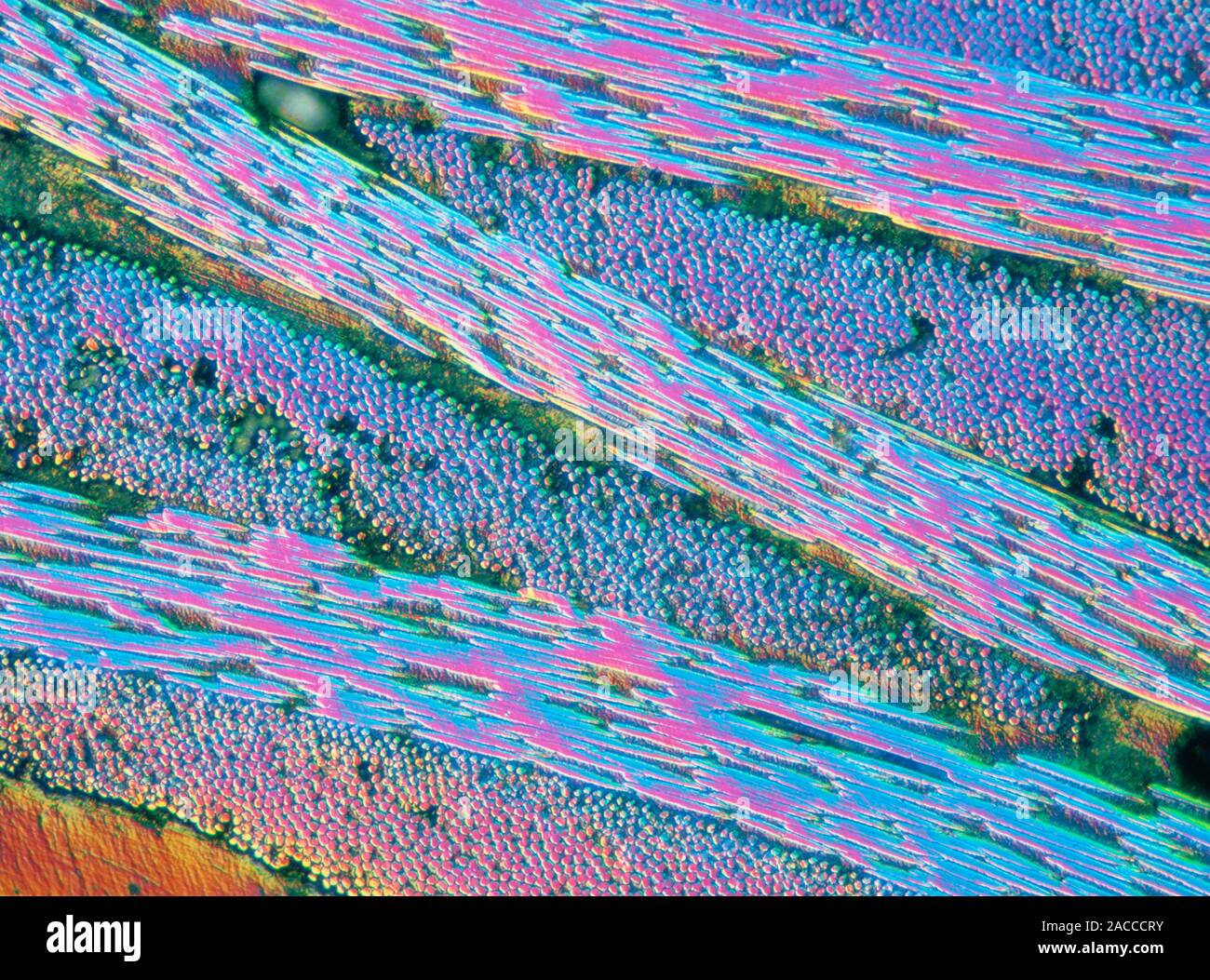 Light micrograph of glass fibres in a polypropylene matrix ...