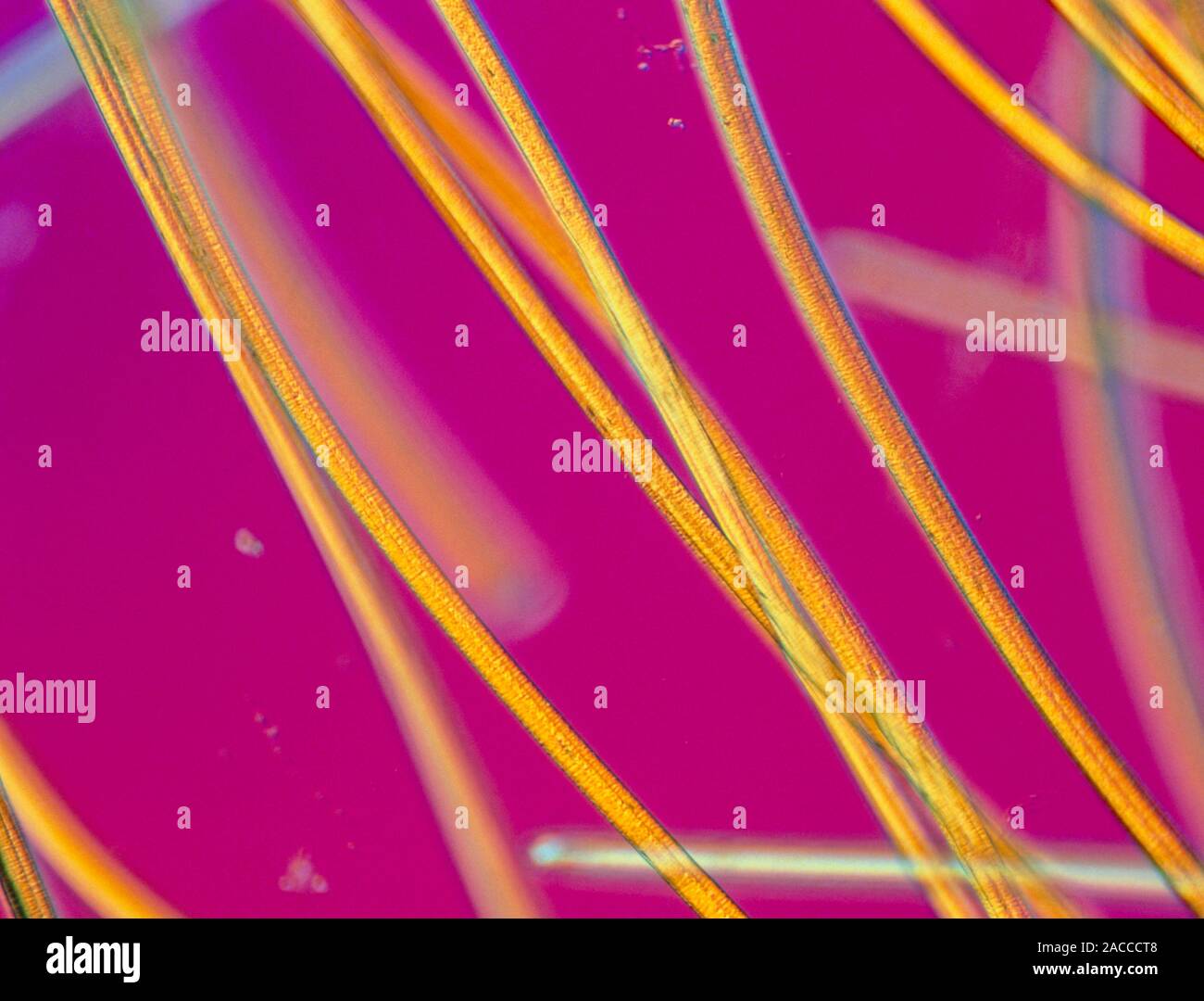 PVC. Light micrograph of fibres of PVC, also known as polyvinyl ...