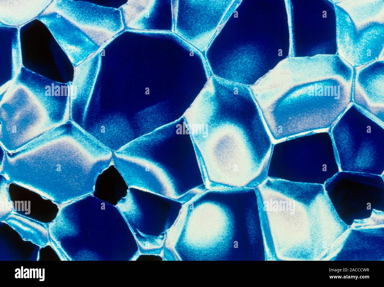 Zotefoam. Coloured scanning electron micrograph of Zotefoam LD45, a ...