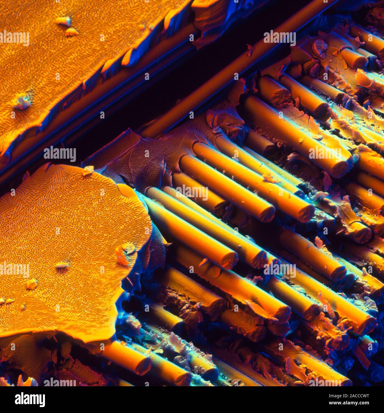 Glass fibre material. Coloured Scanning Electron Micrograph (SEM) of a ...