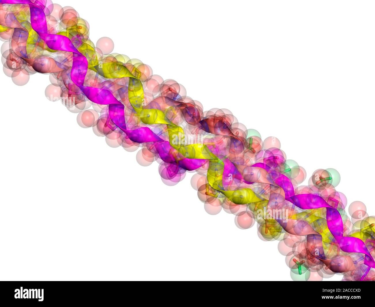 Synthetic peptide fibre. Molecular model of a synthetic collagen-like ...