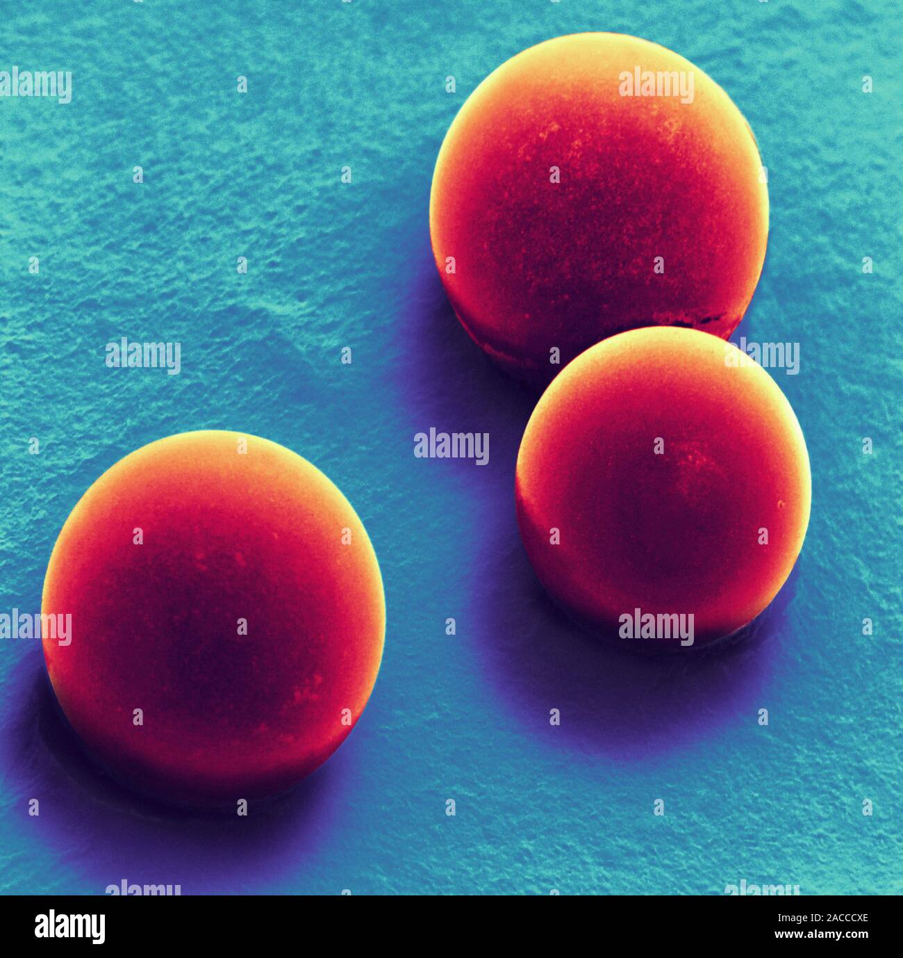 Silica microspheres, coloured scanning electron micrograph (SEM). These tiny spheres are made of ...