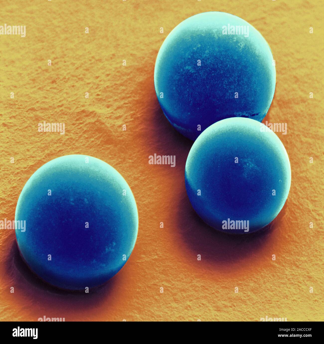 Silica microspheres, coloured scanning electron micrograph (SEM). These ...