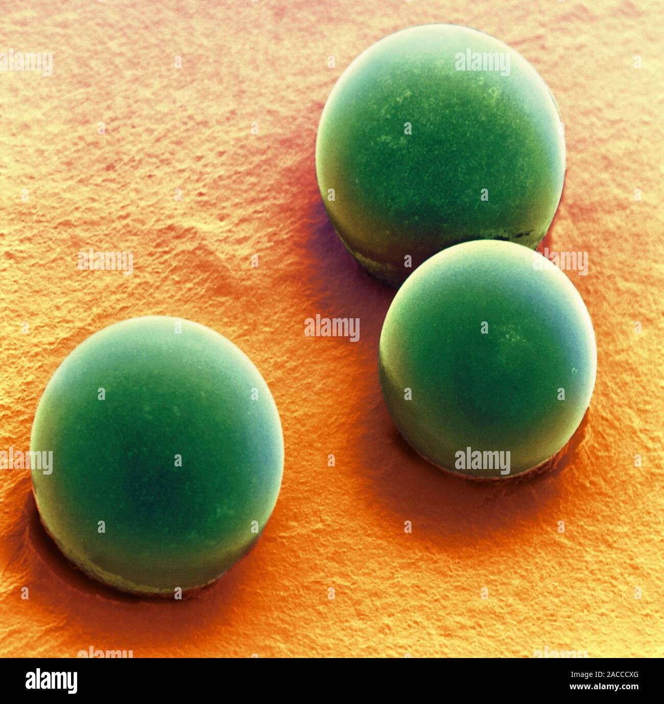 Silica microspheres, coloured scanning electron micrograph (SEM). These ...