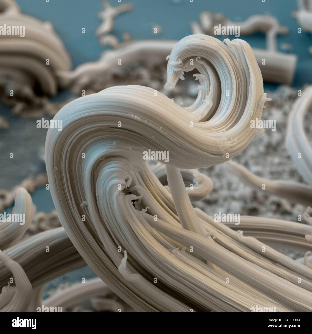 Barite crystal fibres, coloured scanning electron micrograph (SEM ...