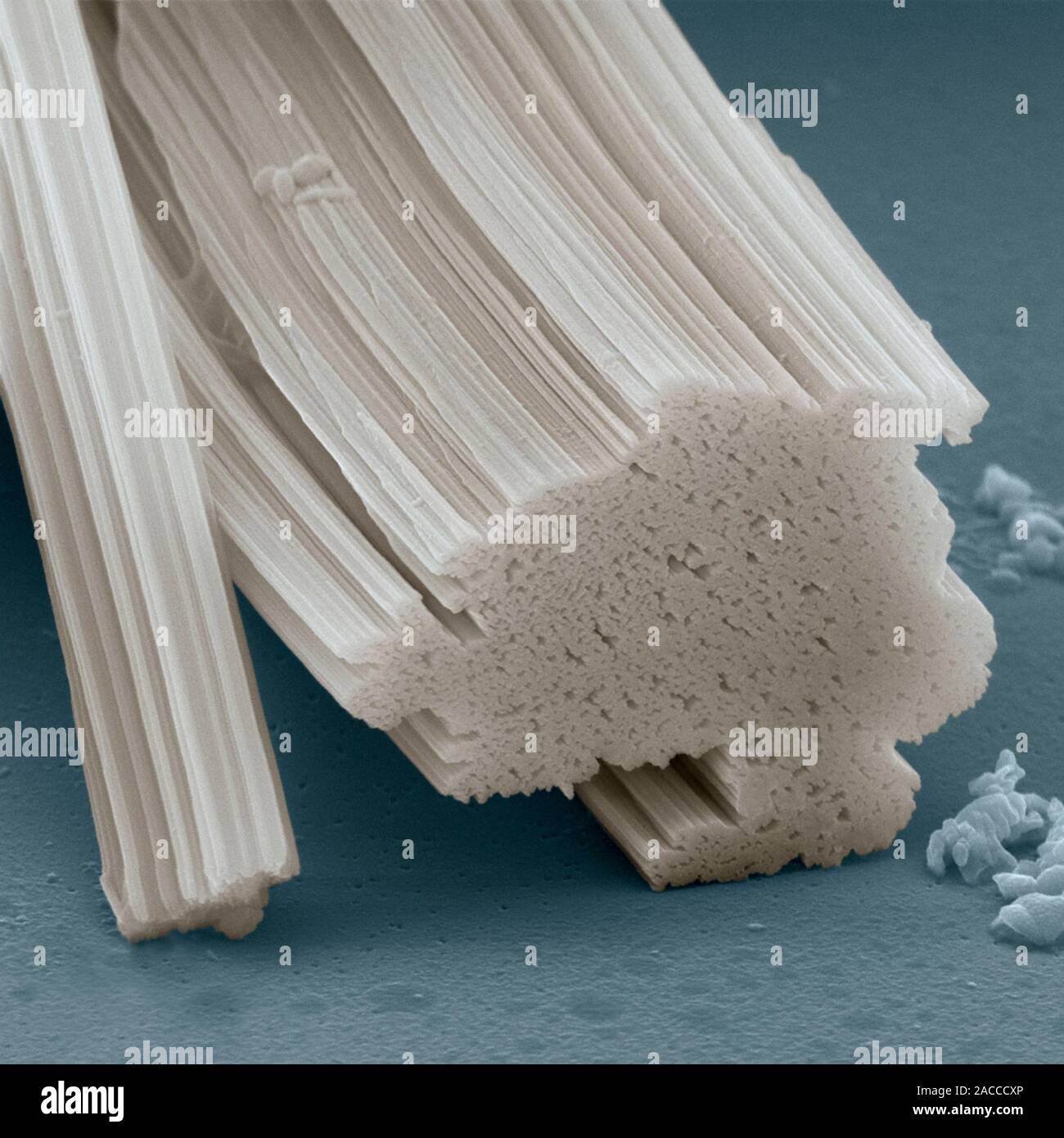 Barite crystal fibres, coloured scanning electron micrograph (SEM ...