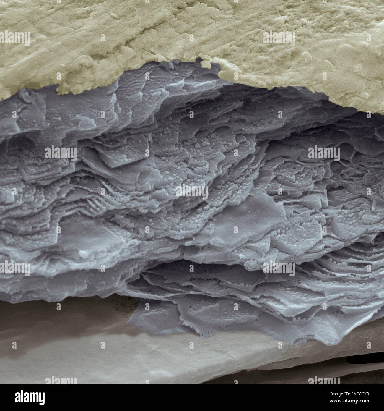Synthetic abalone shell. Coloured scanning electron micrograph (SEM) of ...